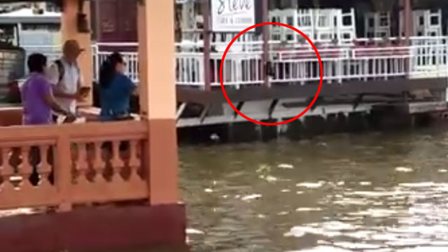 เต่าไทยนะ... ไม่ใช่เต่านินจา...