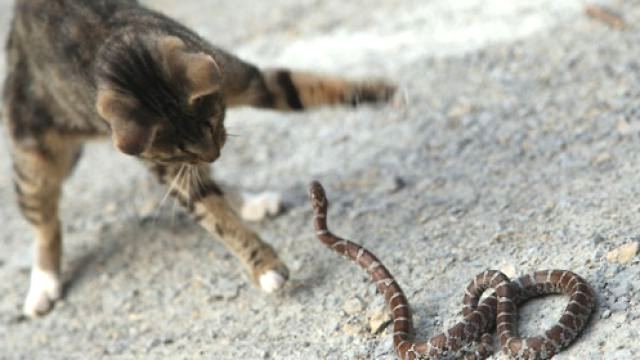 เบื่อหนูอยากจับงู....!!! เดี๋ยวจะว่าแมวเก่งแค่จับหนู ช่วงนี้งูเยอะ ...