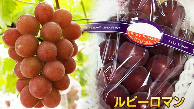 องุ่นพันธุ์ Ruby Roman แห่งจังหวัด Ishikawa พวงมีราวๆ30ลูก พวงละ ...