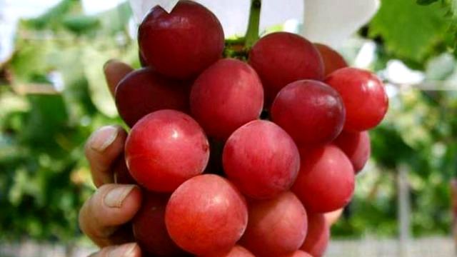 RUBY ROMANS องุ่นที่แพงที่สุดในโลก พวงละ 3 แสนกว่าบาท