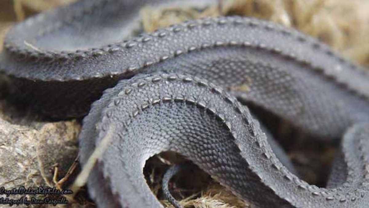 DRAGON SNAKE หนึ่งในสายพันธุ์งูที่หายากที่สุดในโลก