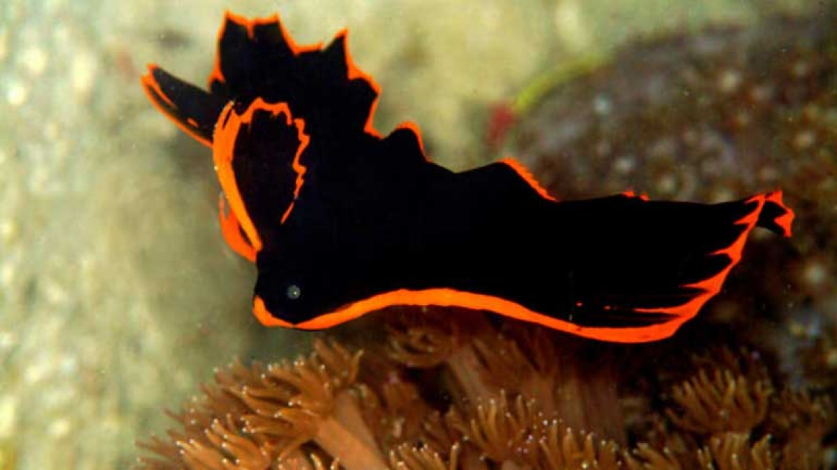 ว้าว! FIREBIRD FISH ปลานกไฟ ปลาที่สวยแปลกที่สุดในโลก