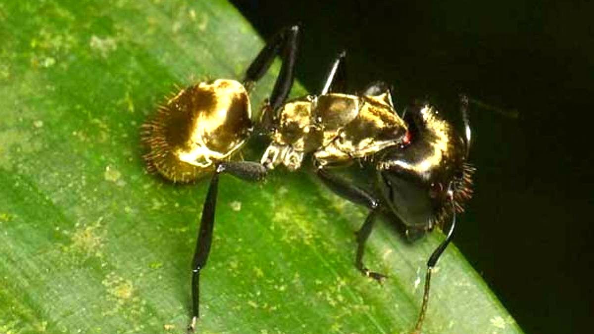 GOLDEN ANT หนึ่งในสายพันธุ์มดที่แปลกที่สุดในโลก