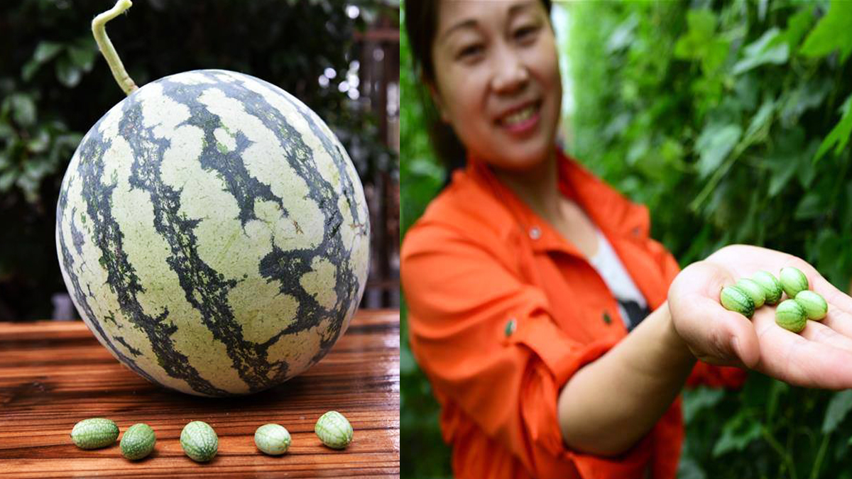 น่ารัก! เจียงซูวางขาย “แตงโมนิ้วโป้ง” กินได้ทั้งเปลือก