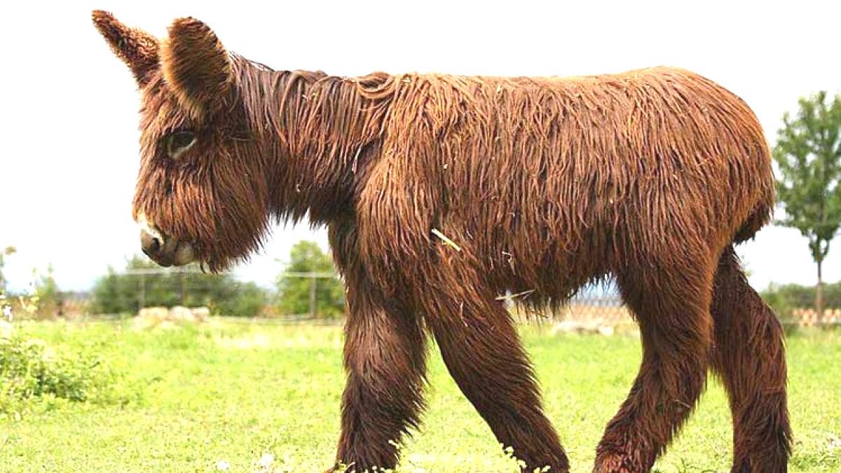 POITOU DONKEY นี่คงเป็น “ลาที่แปลกที่สุดในโลก” แล้วแหละ