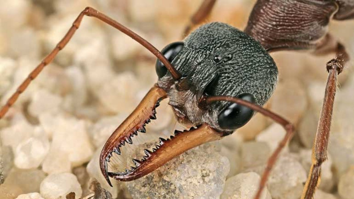 นี่คือ! BULL ANT หนึ่งในมดที่อันตรายที่สุดในโลก ยังไงมาดู!