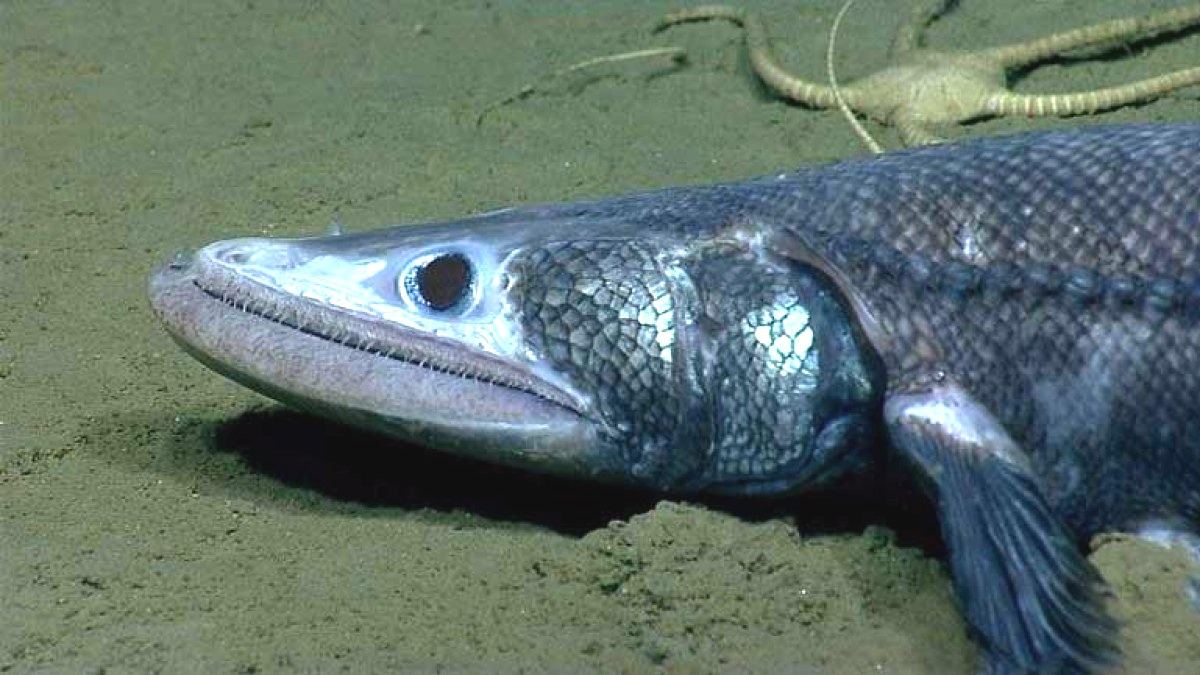 DEEPSEA LIZARDFISH หนึ่งในปลาที่มีหน้าตาพิลึกพิลั่นที่สุด