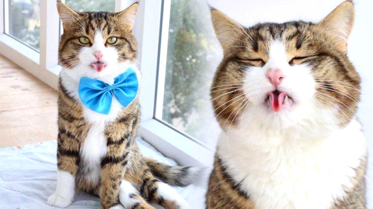 ส่องความน่ารัก Rexie แมวชอบแลบลิ้น