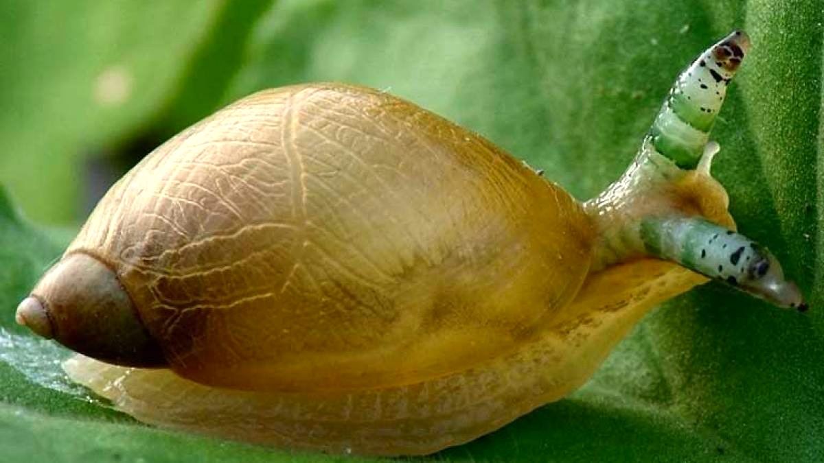 ZOMBIE SNAIL หอยทากซอมบี้สุดสยองของจริง