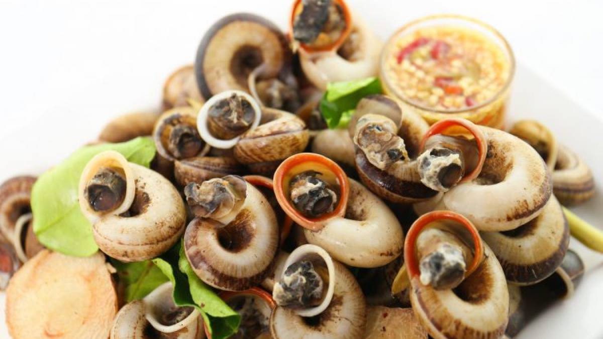 ##หอยหอมหรือหอยทากภูเขา##