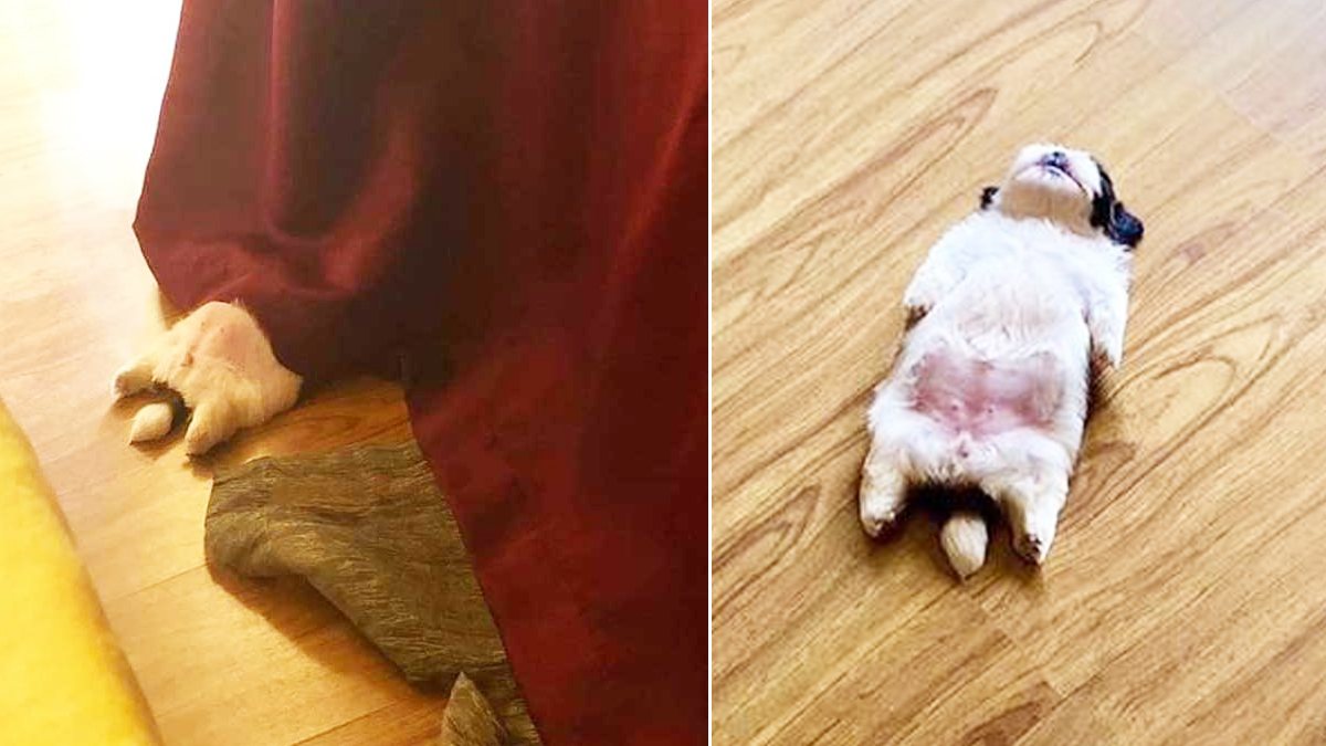 PANINGNING หมาชิสุที่แค่นอนหงายเฉยๆ ก็ดังเป็นพลุแตกในโลกออนไลน์