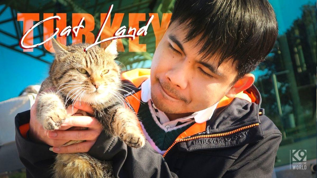 Cat Land ดินแดนสองทวีป