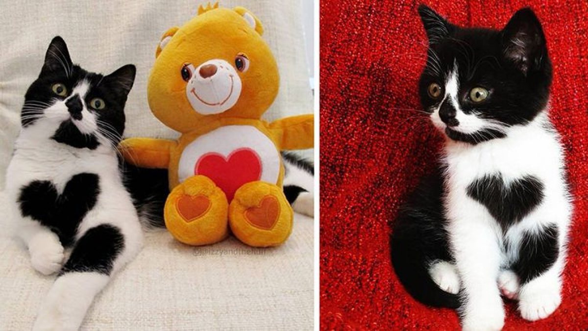Zoe The Cat มีเครื่องหมายรูปหัวใจบนหน้าอกของเธอเพื่อกระจายความรักไปทั่ว