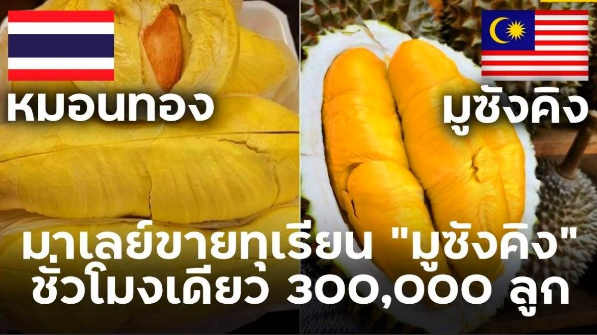 ไทยไหวมั้ย มาเลเซียขายทุเรียน มูซังคิง” รสชาติดีที่สุดในโลกแพงกว่าชนิดอื่นๆ ชั่วโมงเดียว