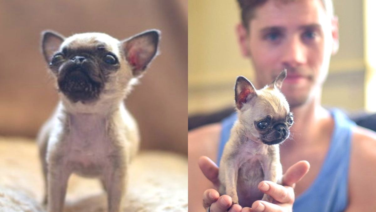 Pip The Pug อาจมีขนาดเล็กที่สุดในโลก