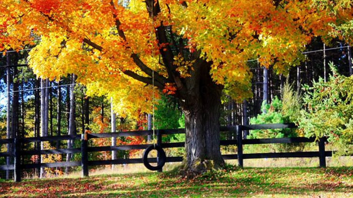 The Legend of The Fall - สวยมาก!