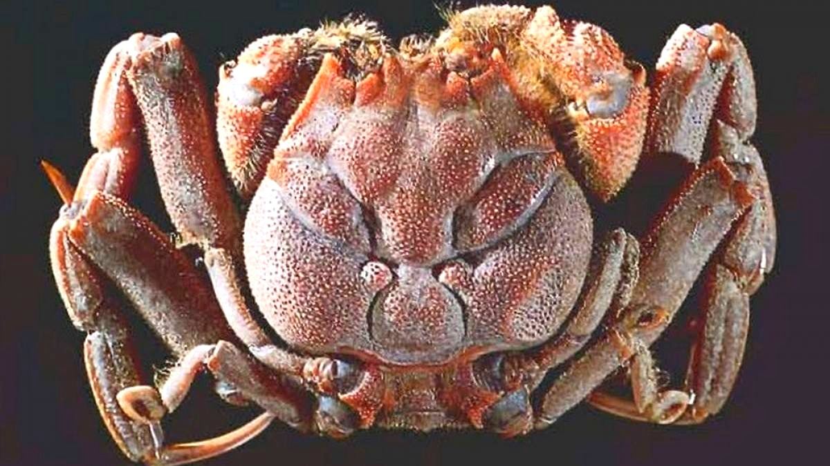 Heikegani: ปูที่มีใบหน้าเป็นมนุษย์