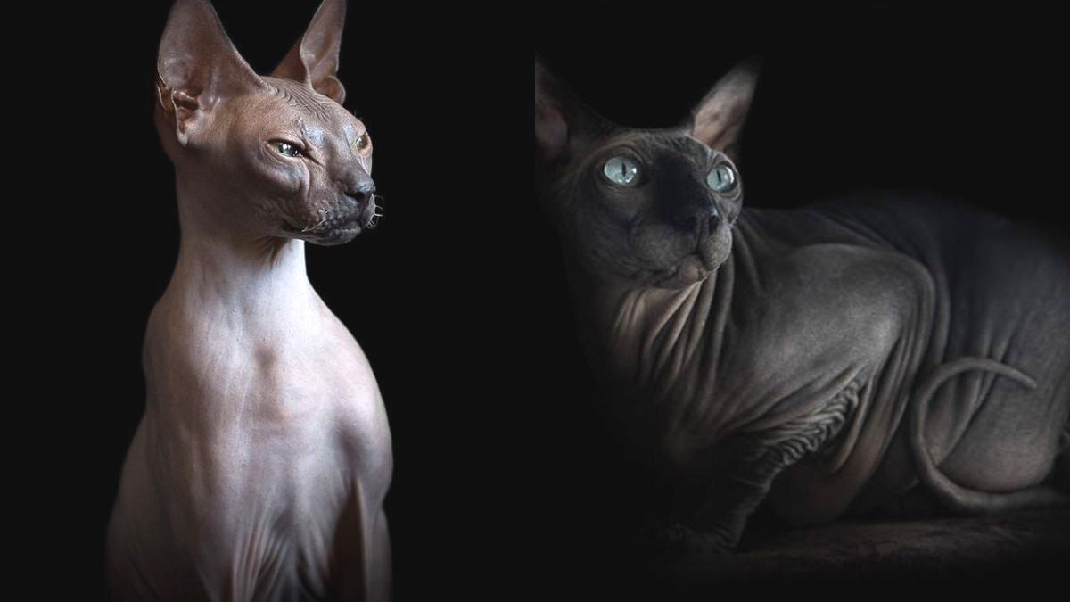 ช่างภาพถ่ายภาพบุคคลใกล้ชิดของแมว Sphynx ที่แสดงความงามอันเป็นเอกลักษณ์ ...