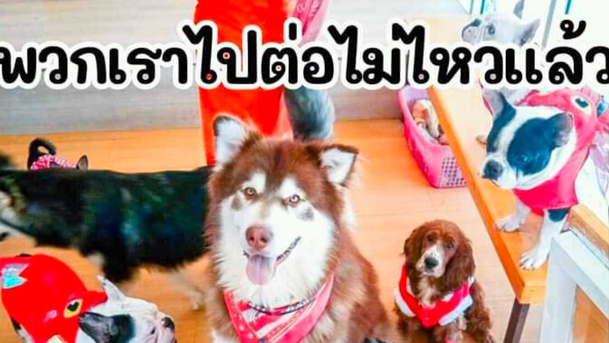 สุดเศร้า Smile Dog Cafe เชียงใหม่ ไปไม่ไหว หาคนช่วยรับอุปการะน้องหมา