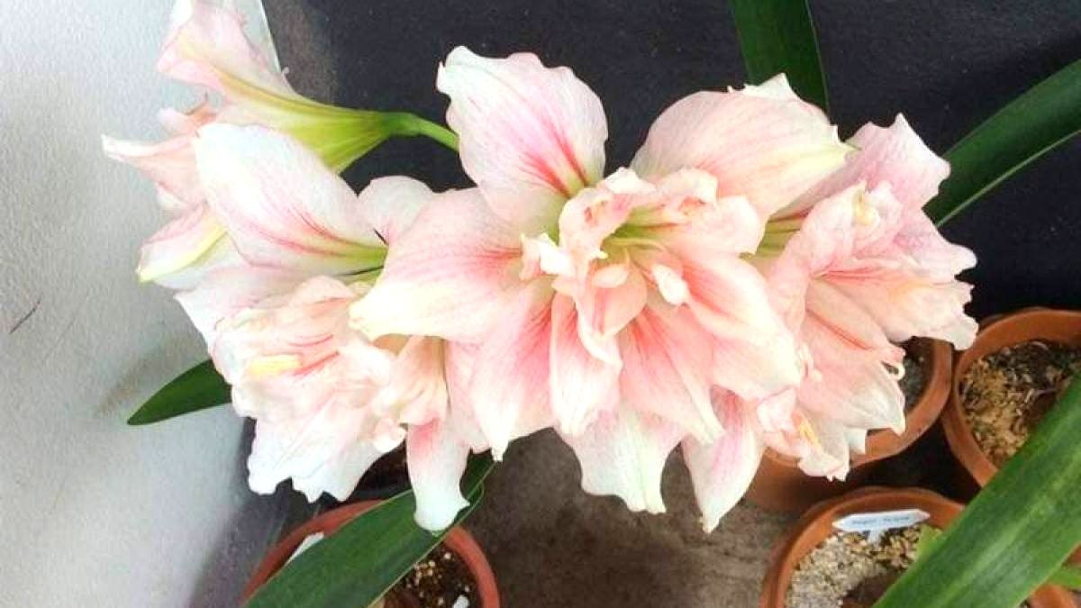 ชวนชมว่านสี่ทิศ Rozetta