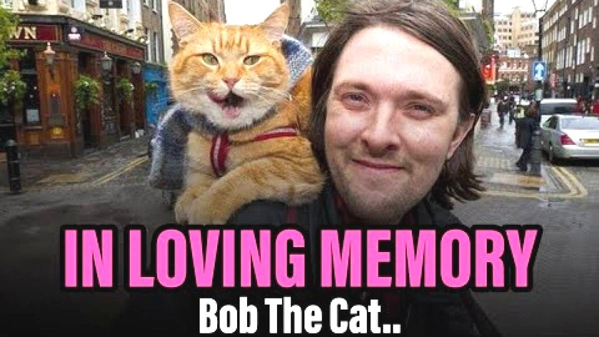 แมวข้างถนนที่ชื่อว่า BOB