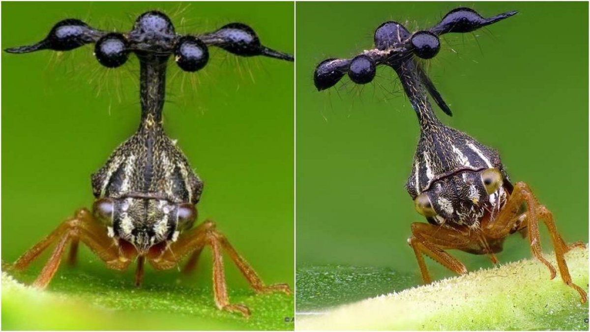 Brazilian Treehopper แมลงเพลี้ยตัวจิ๋ว ที่ดูเหมือนสิ่งมีชีวิตต่างดาวมาก ...