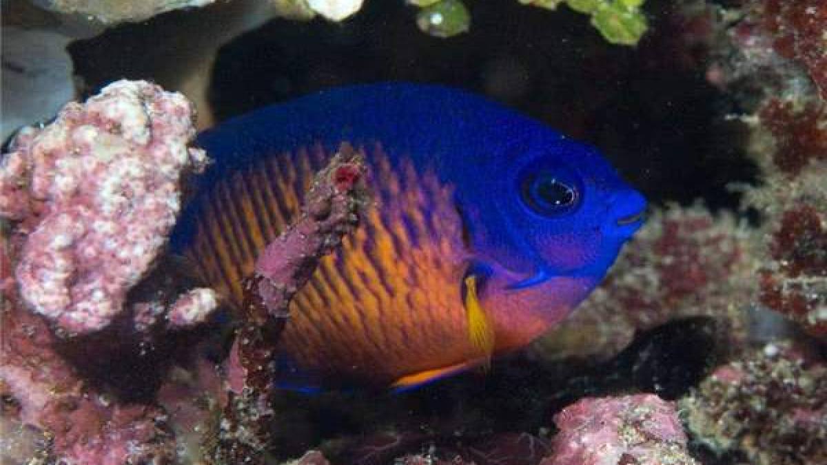 10 ปลาที่สวยที่สุดในโลก สีสันสดใสน่ารักมาก