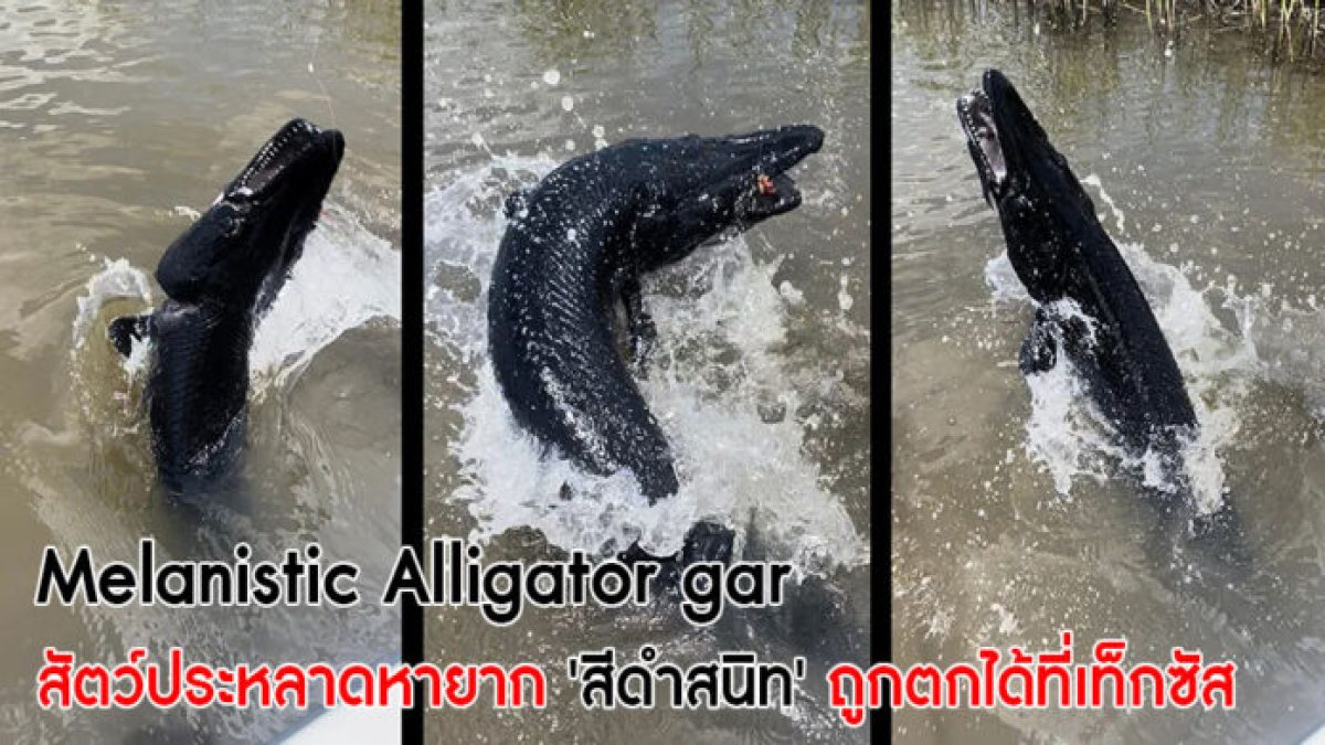 Melanistic Alligator gar สัตว์ประหลาดหายาก ‘สีดำสนิท’ ถูกตกได้ที่เท็กซัส