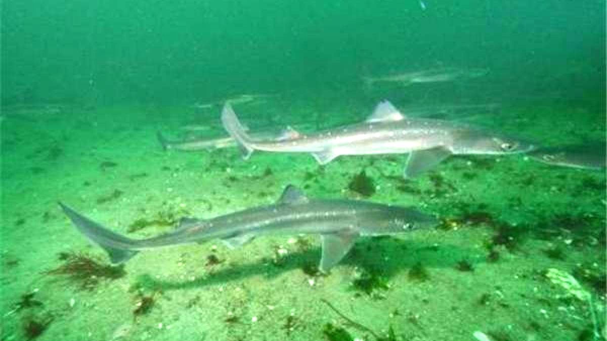 Spined pygmy shark ฉลามแคระ ลำตัวยาวเพียง 30 ซม. ไม่ค่อยได้เห็นกัน