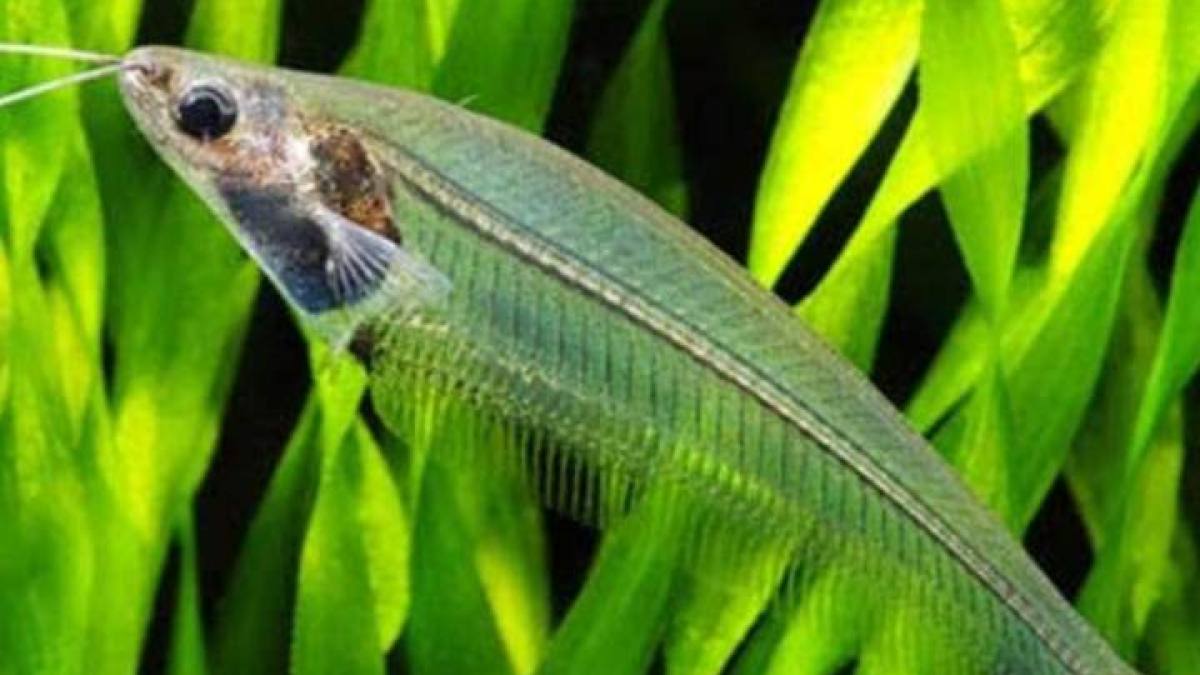 ปลาก้างพระร่วงปลาสวยงาม ลำตัวโปร่งใส และที่มาตำนาน ของชื่อปลาก้างพระร่วง