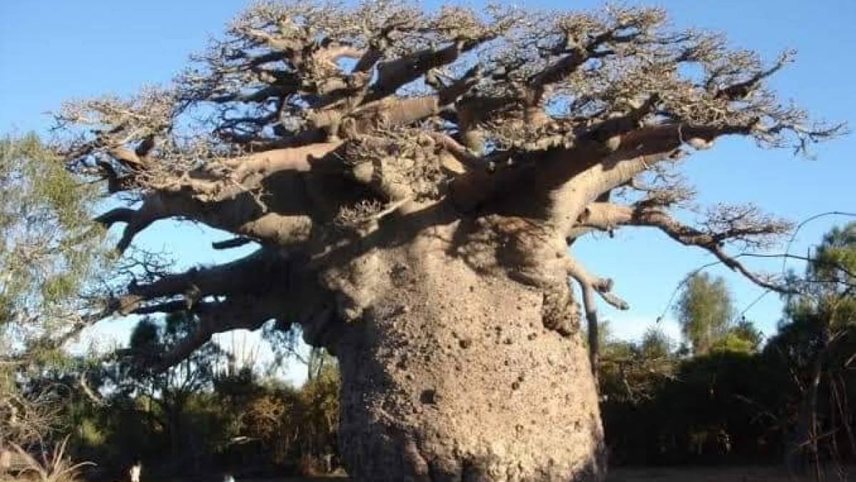 ต้นเบาบับ (Baobab) ต้นไม้แห่งชีวิต ในโลกมีอยู่ทั้งหมด 8 ชนิด!
