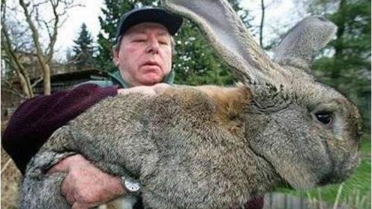 กระต่ายตัวใหญ่ ที่สุดในโลก พันธุ์อะไร Darius Rabbit มีความยาว 1.2 เมตร ...