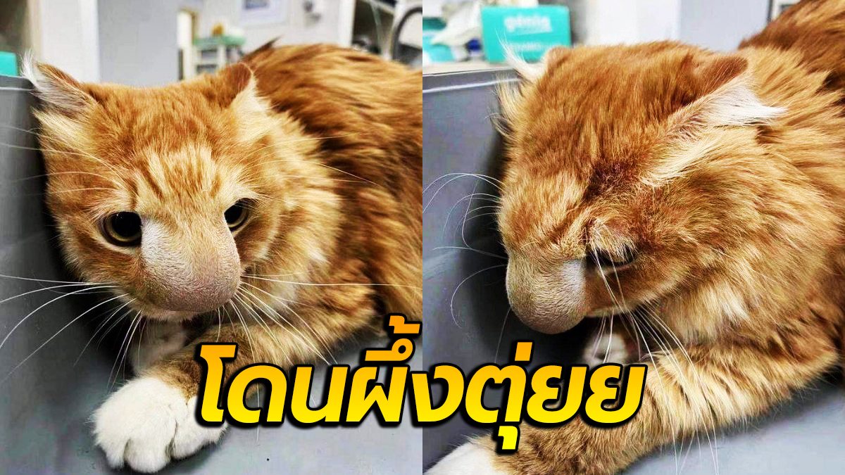 ชาวเน็ตจีน แชร์ภาพ "น้องแมว" ที่โดนผึ้งต่อยแล้วหน้าตาก็กลายเป็นแบบนี้