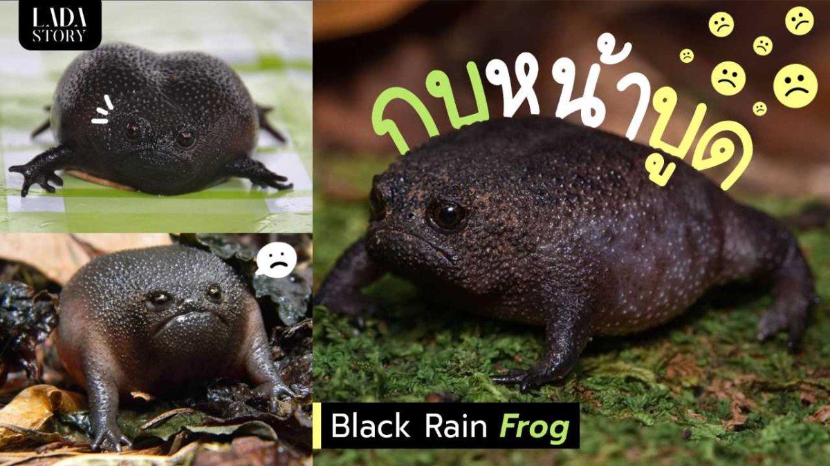น้องกบหน้าบูด 🙁 ...ใกล้สูญพันธุ์ | Black Rain Frog