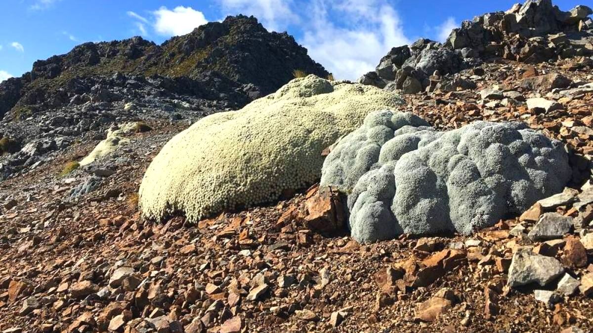 Vegetable Sheep ผักแปลกๆ ที่รูปร่างคล้ายแกะอยู่บนภูเขา