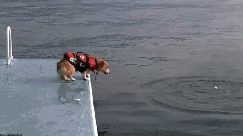 The 23 Greatest Dog GIFs Of All Time