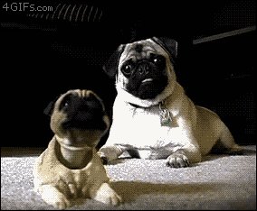The 23 Greatest Dog GIFs Of All Time