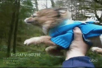 The 23 Greatest Dog GIFs Of All Time