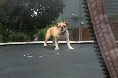 The 23 Greatest Dog GIFs Of All Time