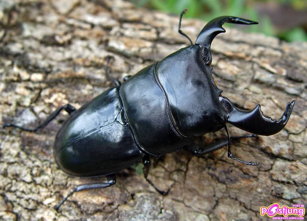 ด้วงคีมฟันเลื่อยโค้ง Dorcus bucephalus