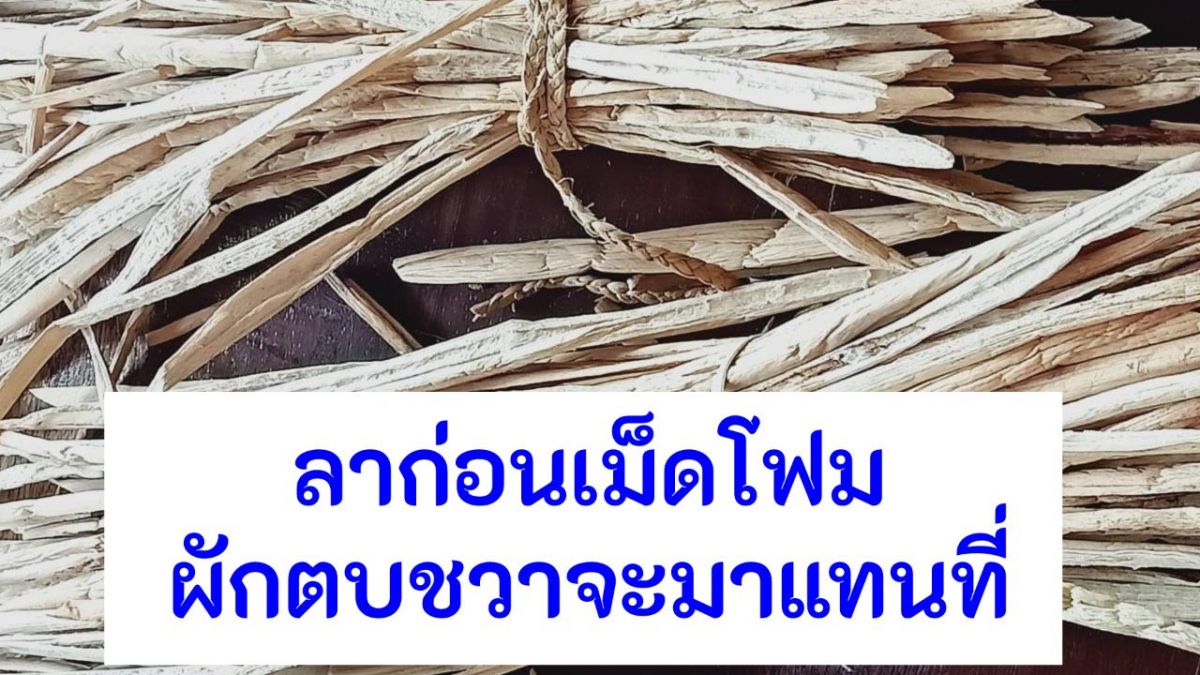 เตรียมโบกมือลาเม็ดโฟมพลาสติก ผักตบชวาจะเข้ามาแทนที่