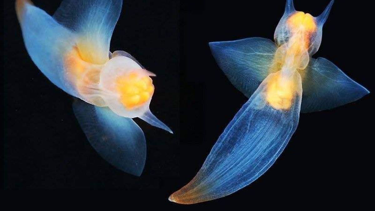 นางฟ้าทะเล (Sea angel) สิ่งมีชีวิตลึกลับ ตัวโปร่งใส แต่ไม่ใจดีอย่างที่คิด