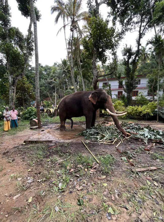 ทูตไทยเข้าเยี่ยม "พลายประตูผา" พบเป็นอยู่กินได้ปกติ แต่แค่ช่วงนี้ตกมัน