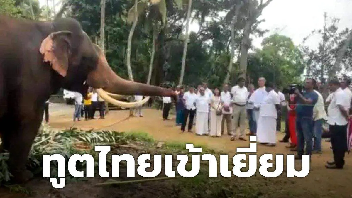 ทูตไทยเข้าเยี่ยม "พลายประตูผา" พบเป็นอยู่กินได้ปกติ แต่แค่ช่วงนี้ตกมัน