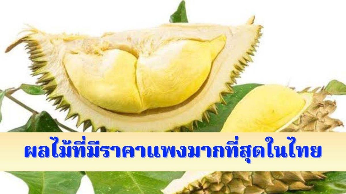 ชนิดผลไม้หนึ่งเดียวที่มีราคาแพงมากที่สุดในไทย