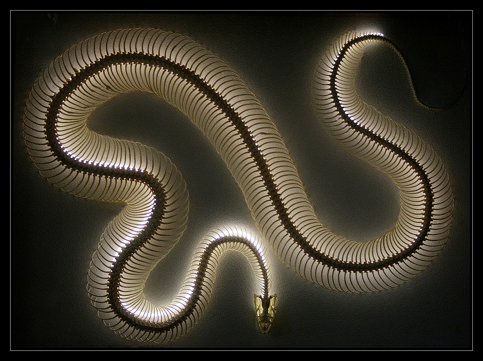 เหลือมจอมเขมือบ